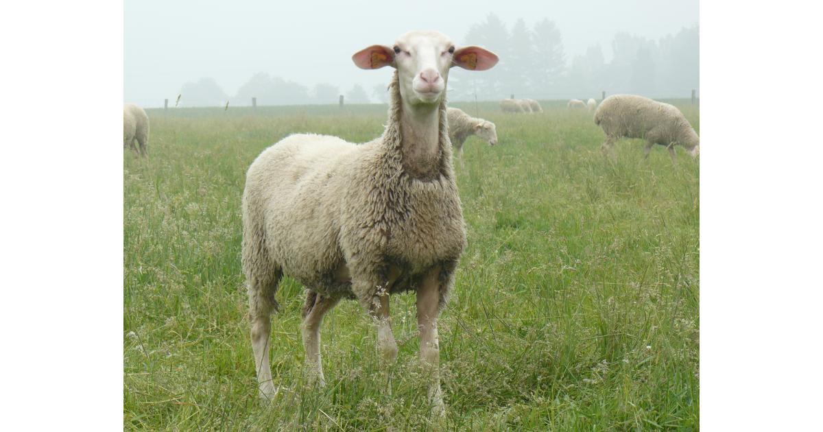 Technique de désaisonnement en élevage ovin | BioCérès