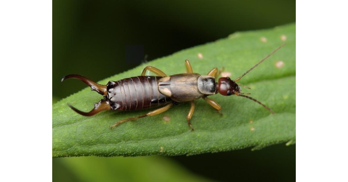 Forficule ou perce-oreille: un auxiliaire généraliste | BioCérès